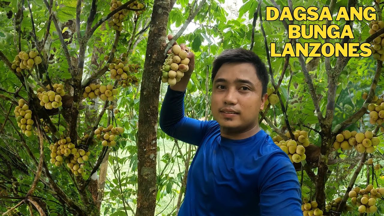 DAGSA ang bunga ng lanzones sa tabing ulahan ni ivana at pag aayos ng ...