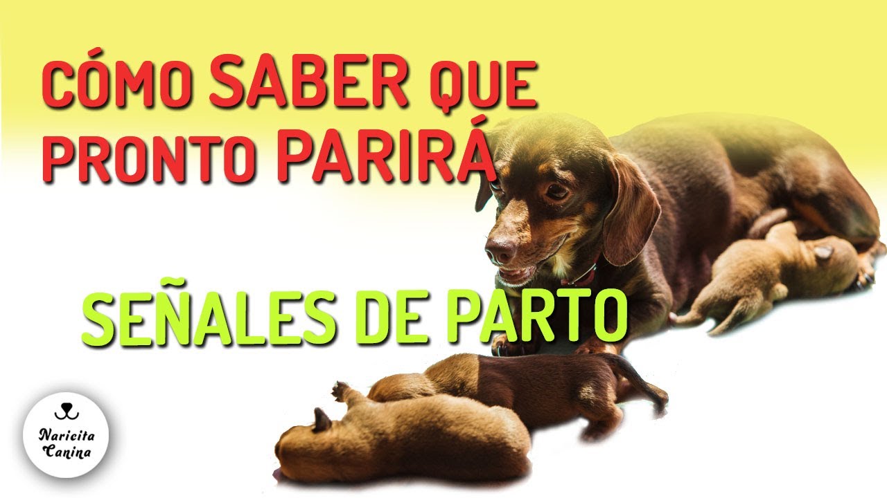Cuanto Dura La Labor De Parto De Una Perra at Matilda Fraser blog