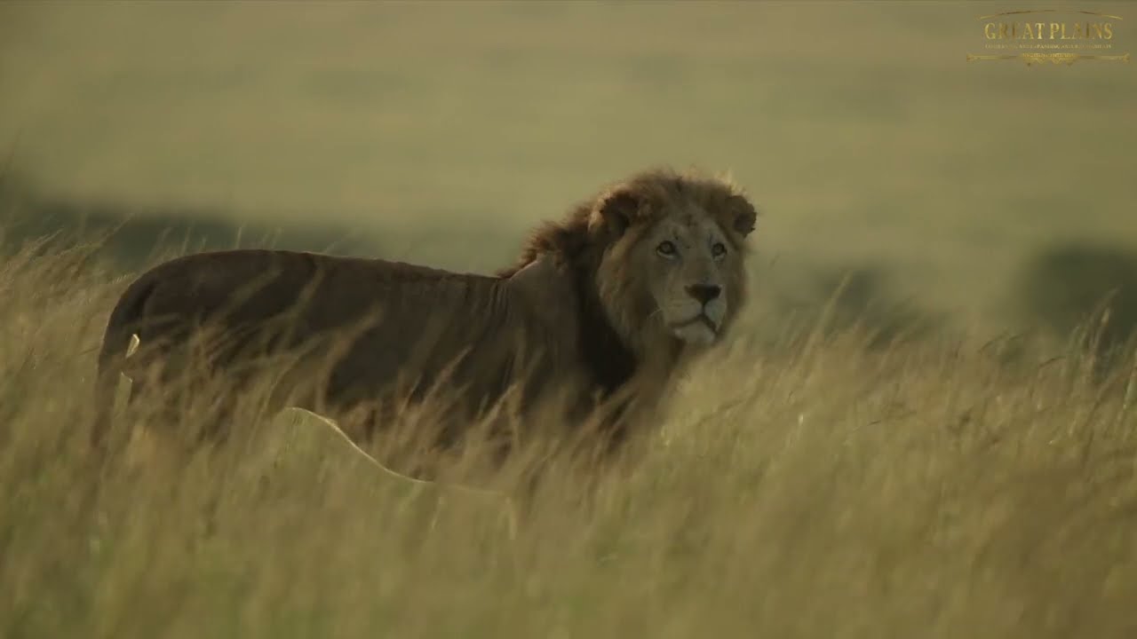 World Lion Day | Great Plains - YouTube