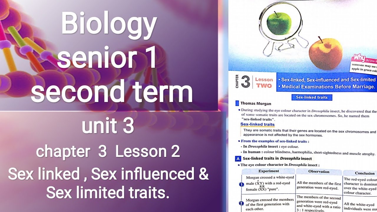 Biology Sec 1 2nd Term Unit 3 Chapter 3 Lesson 2 Sex Linked Influenced And Limited Traits شرح