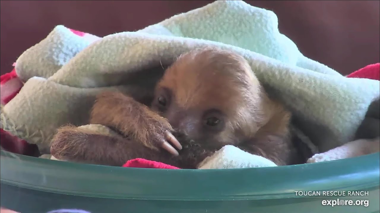 Baby sloth Bruno begs for his milk - 03/02/24 - SlothTV via explore.org ...