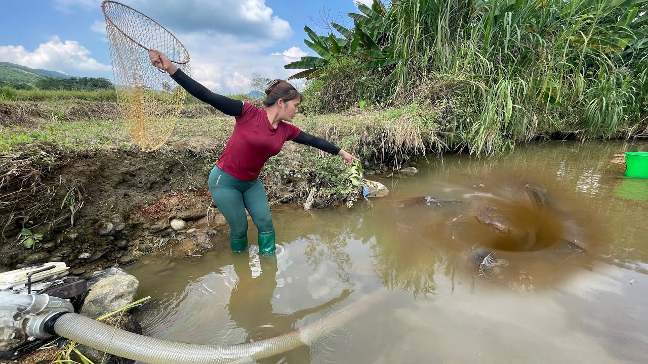 Amazing Skill Block The Water Flow To Catch Fish By Pump, Catch Many ...