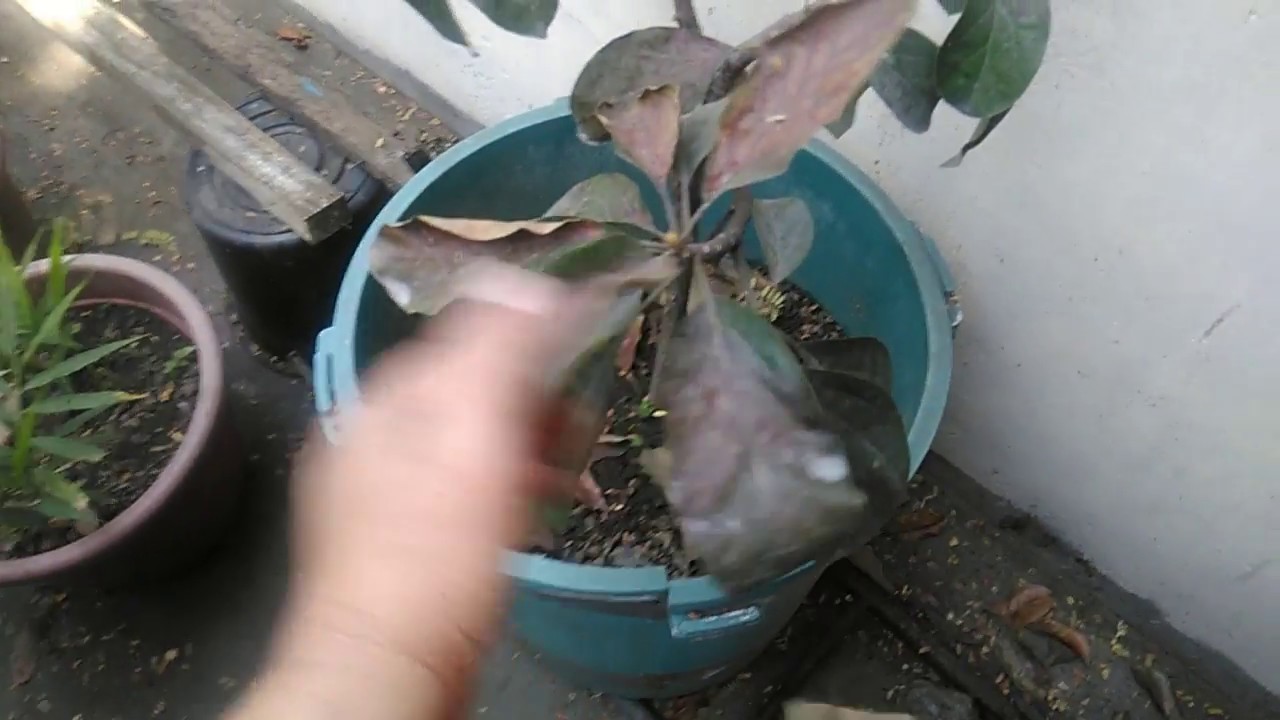 Summer Heat is Here and Causing Sunburned Plant Leaves - YouTube