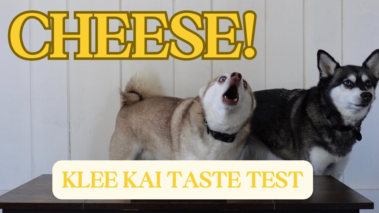 Picky Mini Husky Go Crazy For Cheese | Dog Taste Test - YouTube