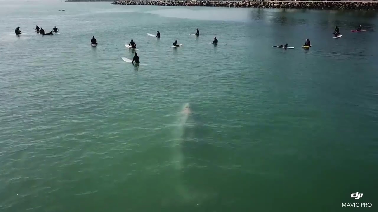 Whale Swims Under Group of Surfers Off Southern California Coast - YouTube