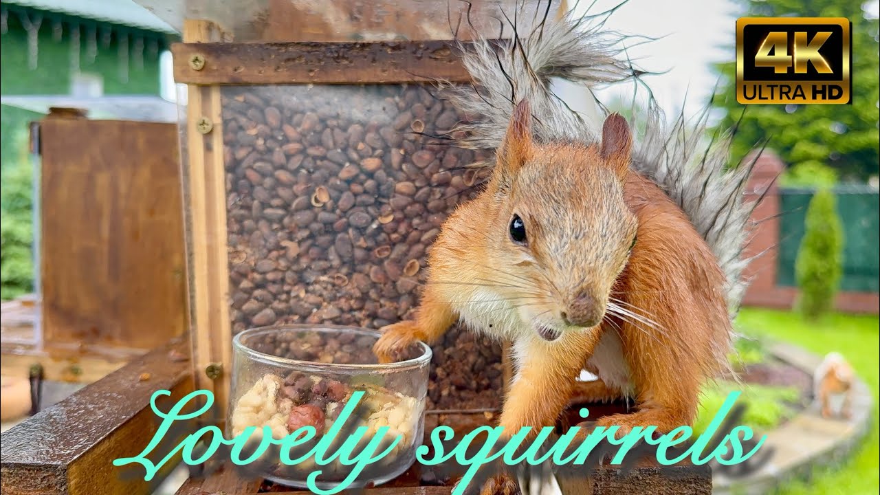 Hungry Siberian squirrels. Голодные сибирские белки. - YouTube