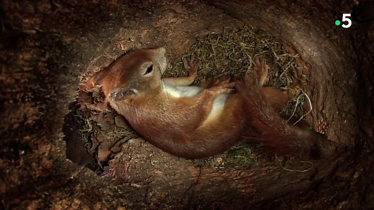 BIRTH OF A SQUIRRAL HD || Zapping Sauvage - YouTube