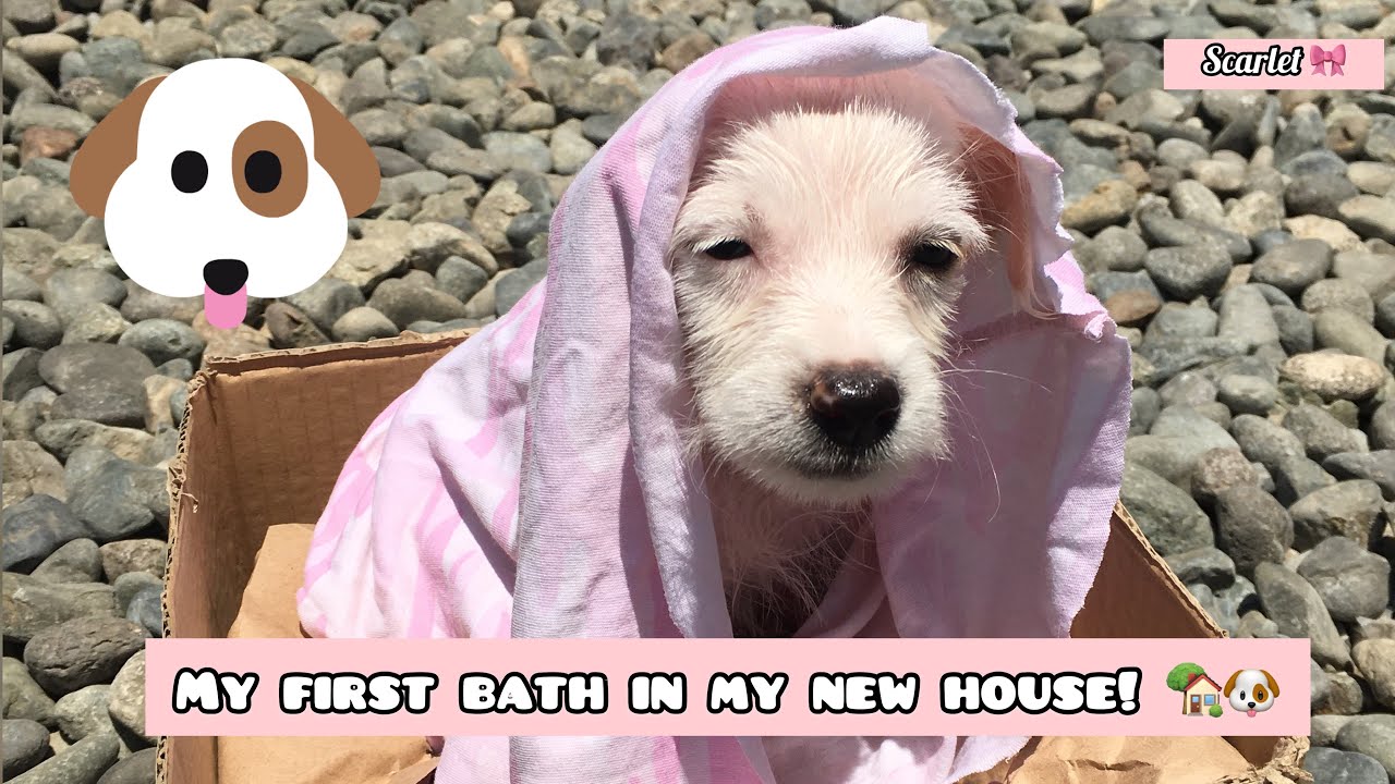 Half Maltese Half Aspin Dog | Unang ligo sa bagong bahay 🐶🐶🐶 - YouTube