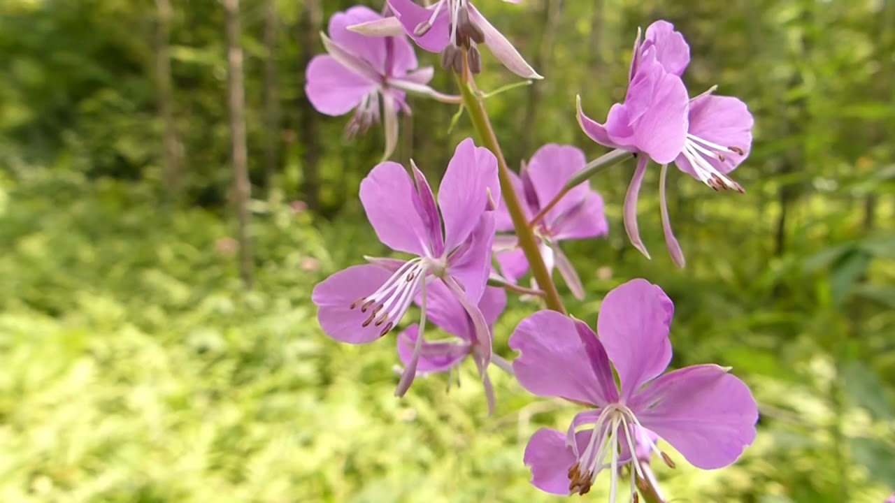 Fireweed Identification - YouTube