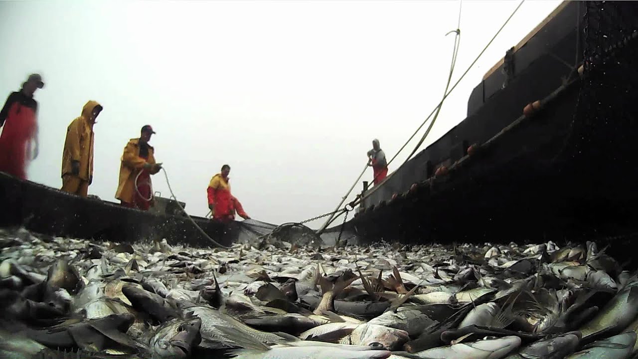 Trap Boat Fishing for Scup with the V.I.O. POV.HD - YouTube