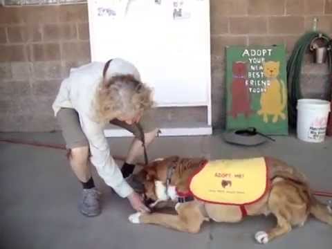 Stray Hearts Super Stars Bayley, Luna, and Romy! Yay! - YouTube