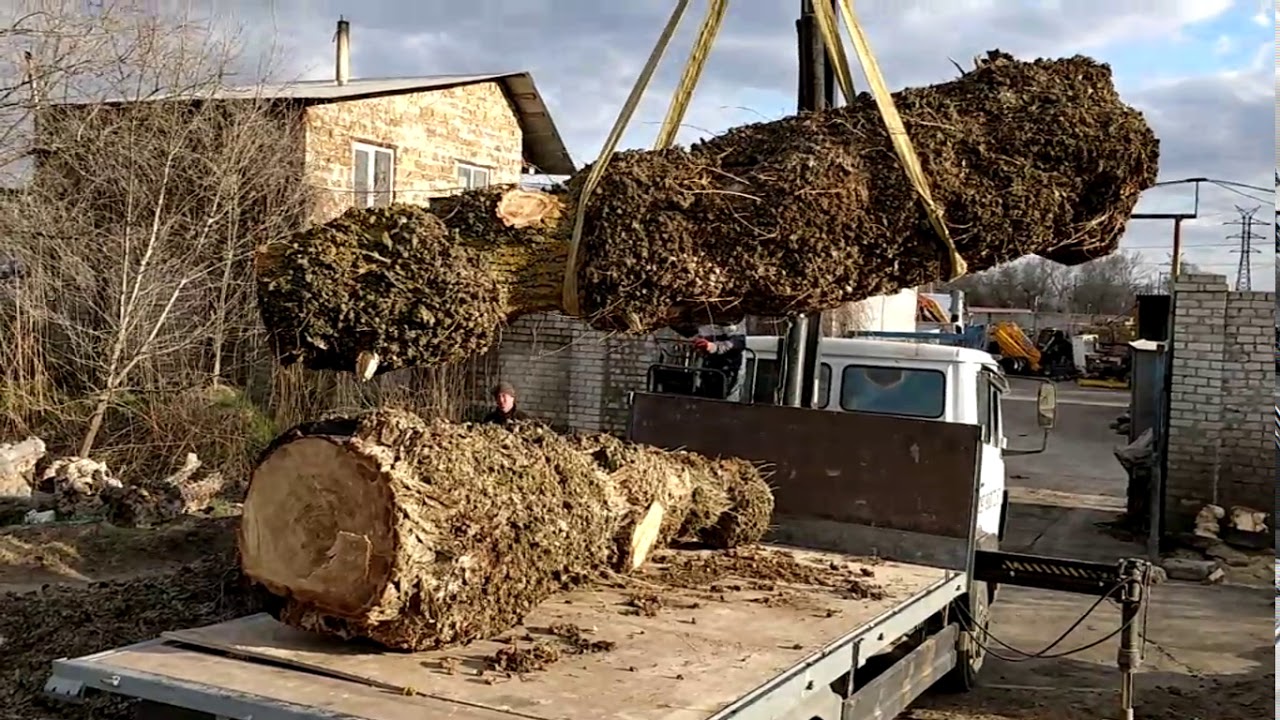 Burl wood hunting - YouTube