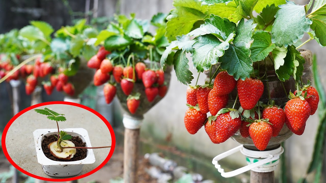 2 Great Strawberry Growing Methods You Should Know - YouTube
