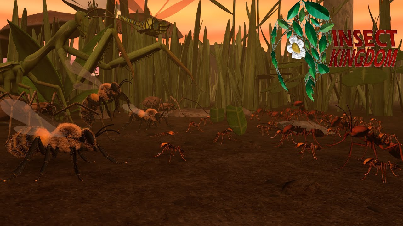 THE SURVIVAL WAR OF INSECTS! Insect Kingdom Showcase & Interview With ...