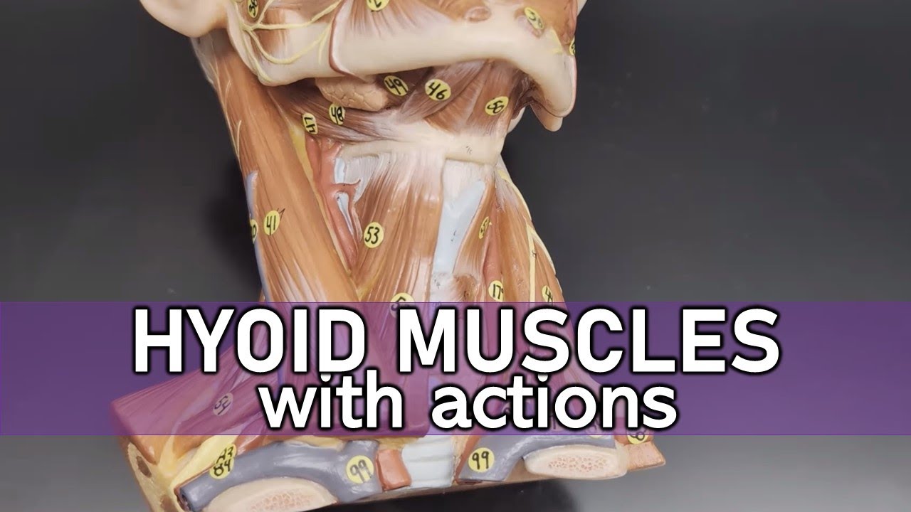 Hyoid Muscles - YouTube