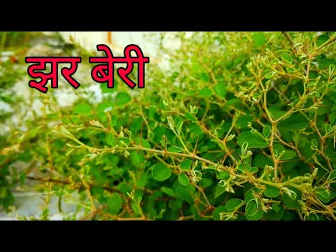 झर बेरी प्लांट के फायदे और जंगली बेर की जानकारी|| बेहद स्वादिष्ट फल ...