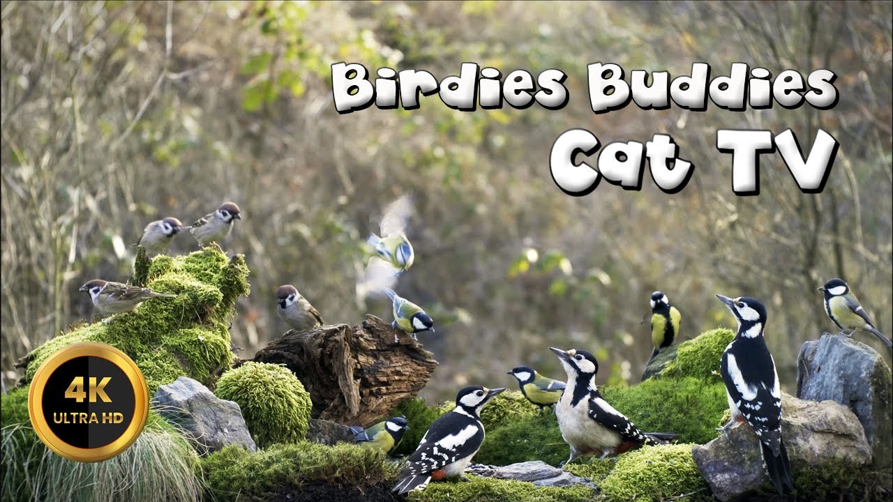 Cat TV 🐈 - THE BIRDS' NEW YEAR GALA 🪶10 hours 4K - YouTube