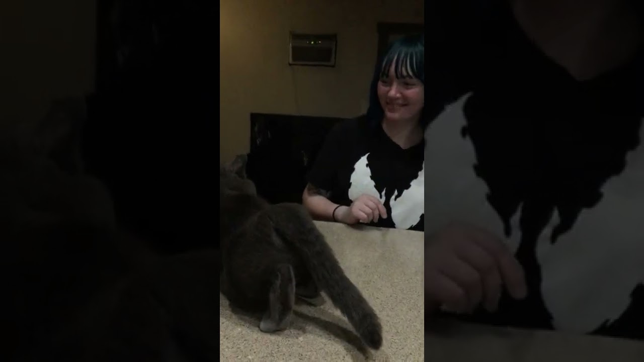 I make a cat tap dance! - YouTube