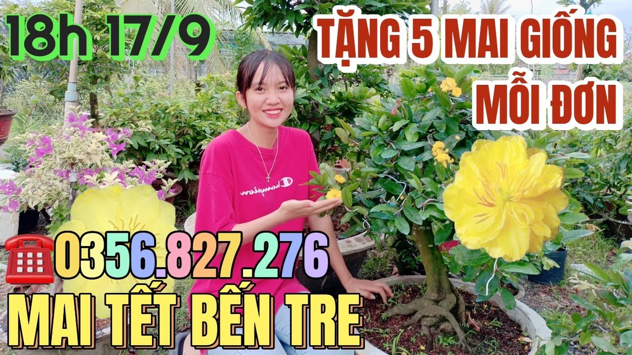 17/9 Rẻ 250k/2c mai ghép đại lộc bạch mai chơi Tết bonsai Tường Vy Bến ...