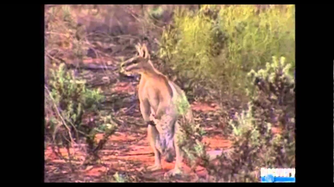 Jeff Corwin Australian Animals at Scotia - YouTube