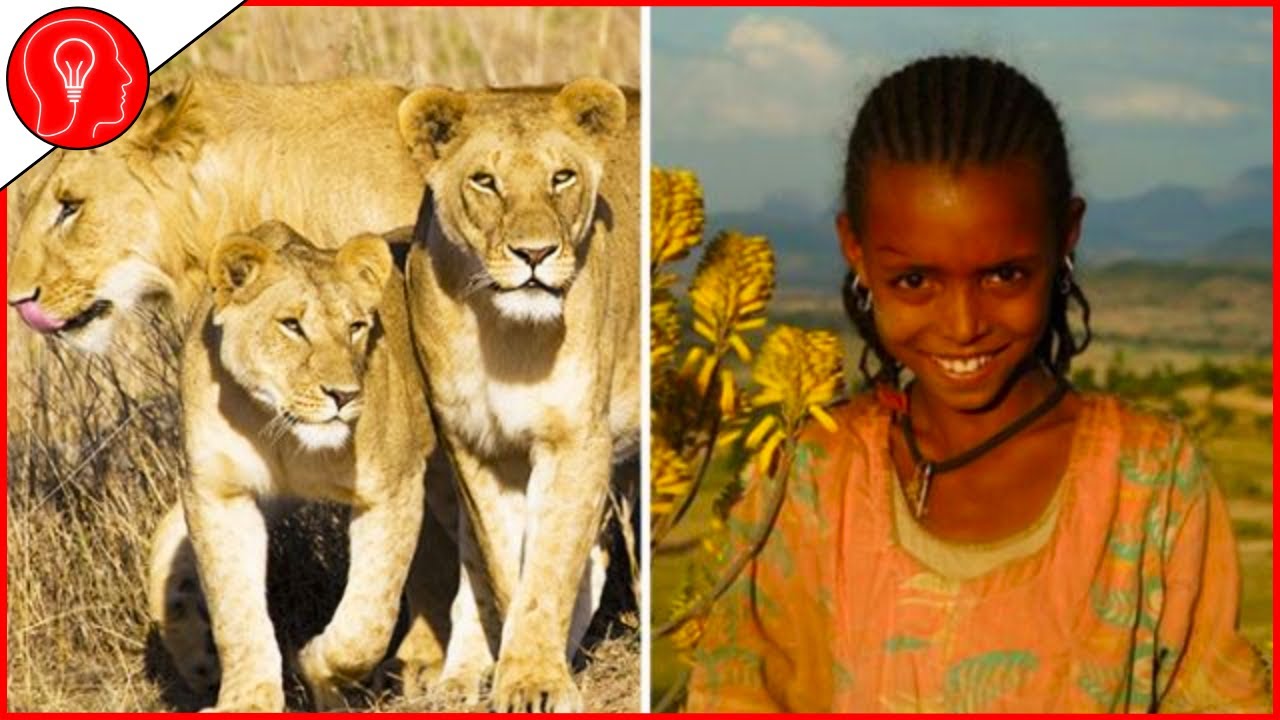 10 Animals That Saved Human Lives - YouTube