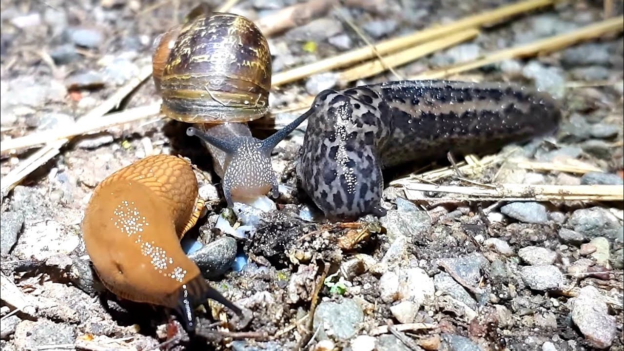 Snails and Slugs Are Sharing A Dish - YouTube