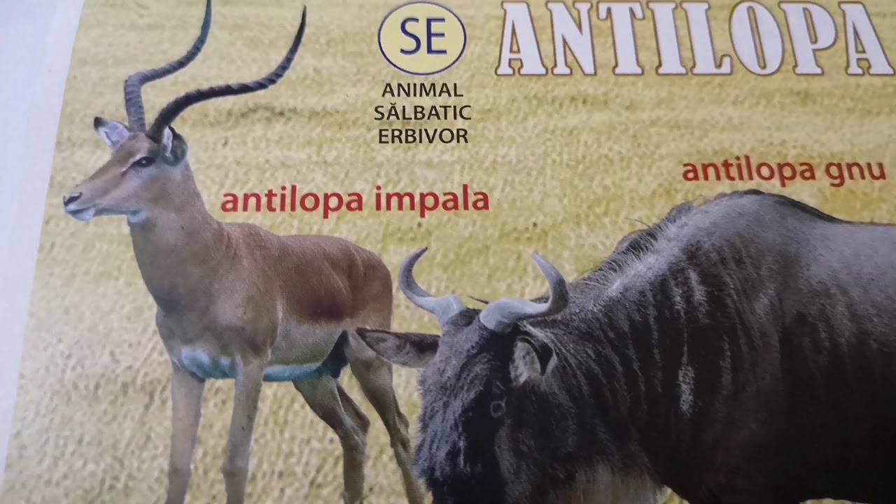 Curiozitati de la A la Z/antilopa/mamifere - YouTube