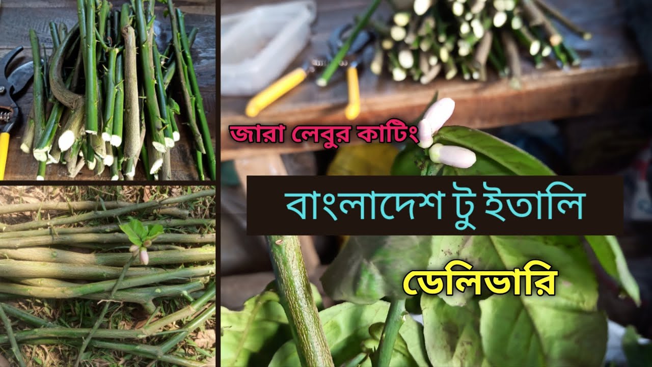 Jara lemon cutting delivery Bangladesh To Italy | biggest jara lemon tree in Sylhet | #jara ...