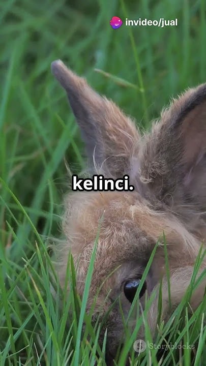 Hewan Hibernasi Mengenal Lebih Dekat dekat - YouTube