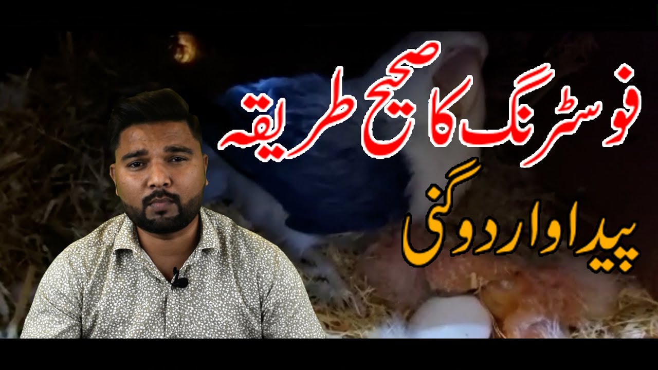 Fostering Benefits and Precaution | Adnan Rajpoot Official | Lovebird ...