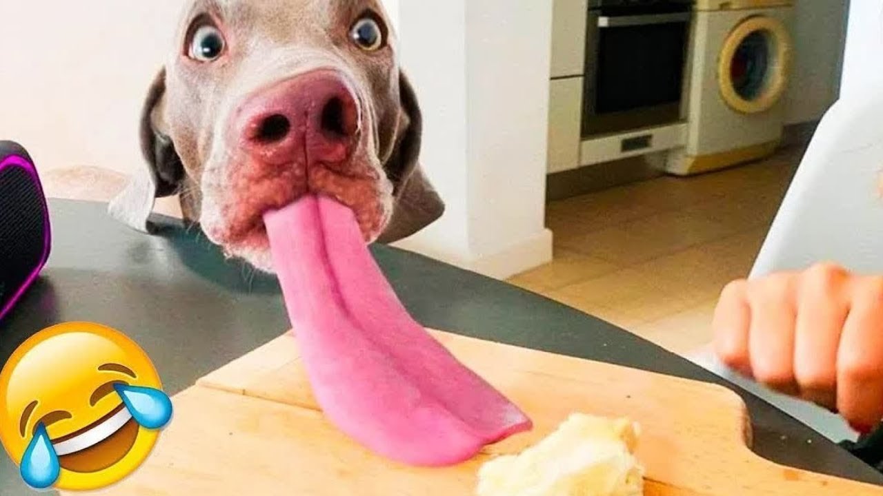Funny Animal videos 😂 Eight Minutes of funniest pet clips: Try Not to ...