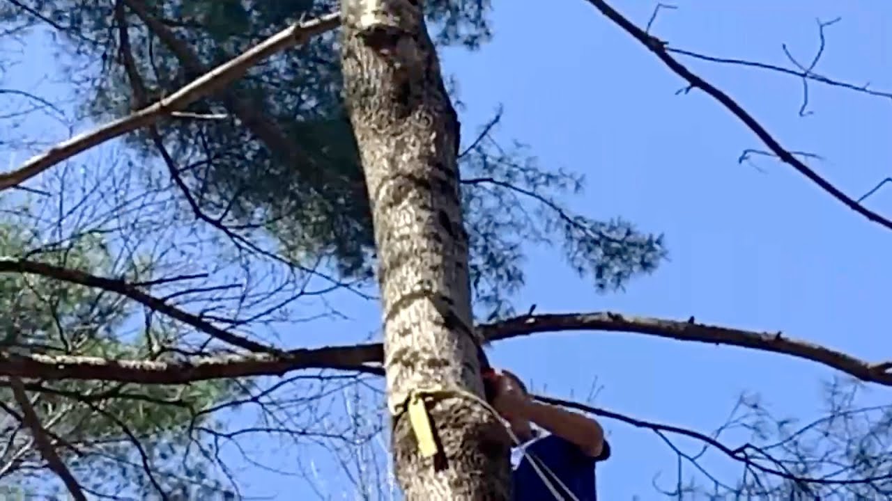 Safest Way to Top a Tree: Don’t do this - YouTube