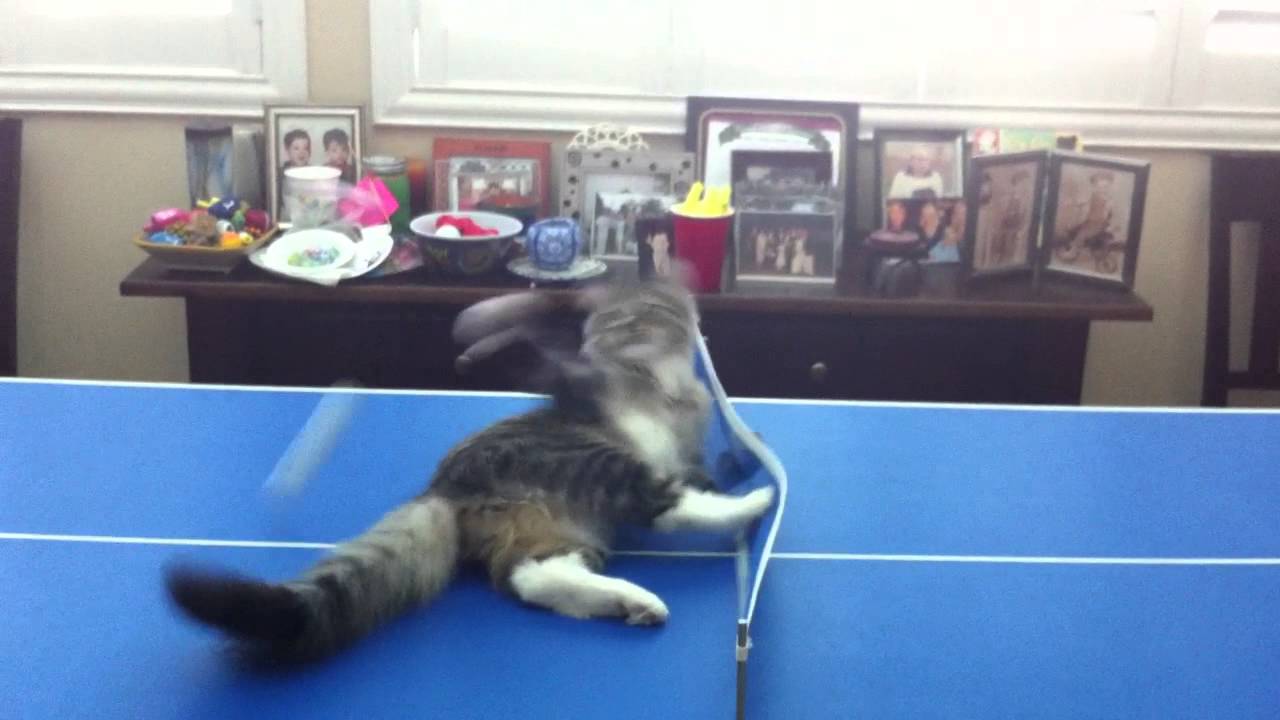 Mittens (the cat) playing ping-pong - YouTube