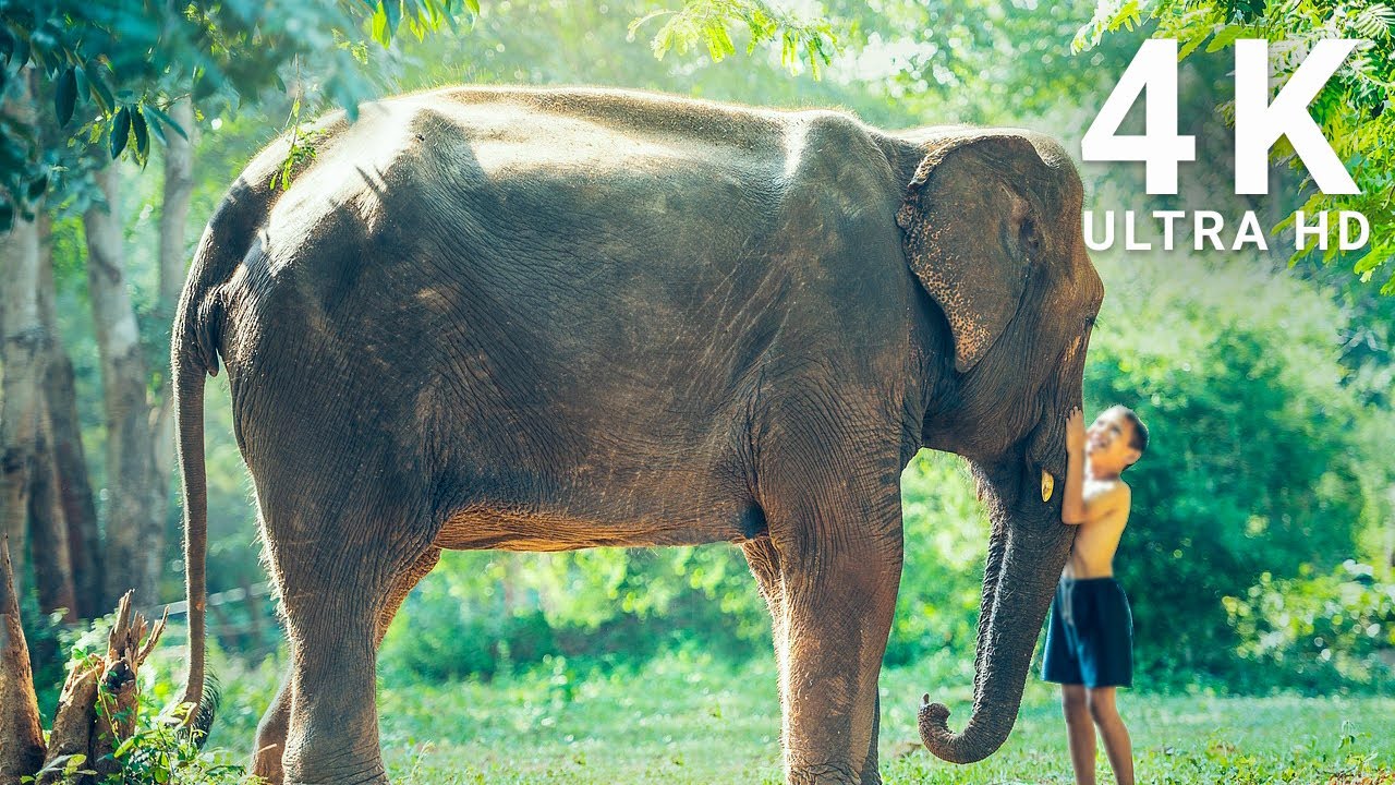 Savoring the Wild Elephant's Jungle Dining Extravaganza | NatureLax ...