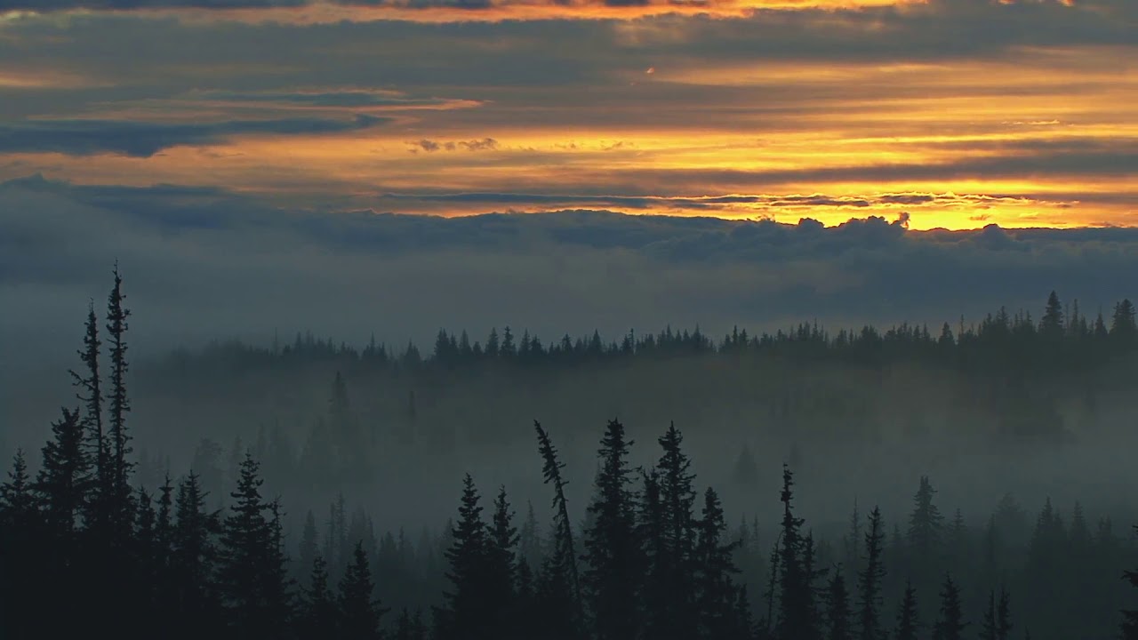 eerie misty forest sunset - YouTube