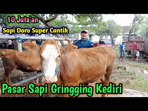 10 Juta'an Sapi Doro Super Cantik & Pedet Jantan Buntung Ditawar 4 Juta ...