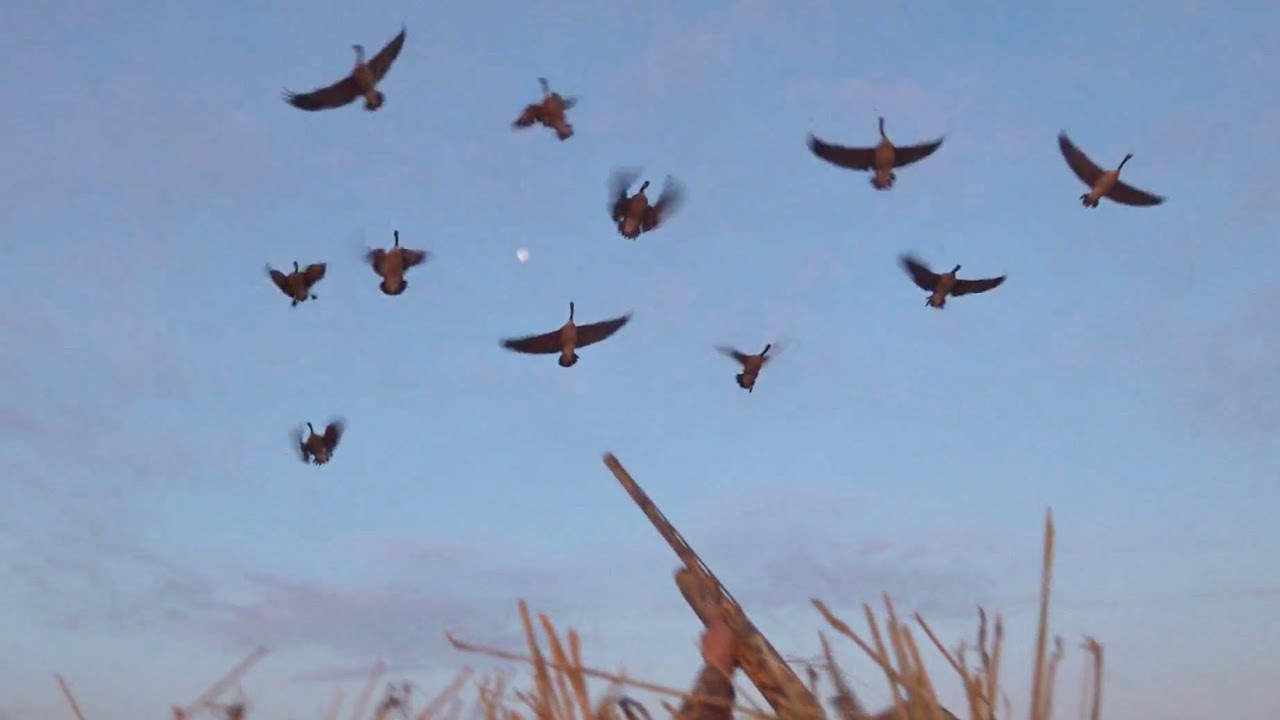 Our Best MOLT Migrator Goose Hunt (1st BLACK Band!) - YouTube