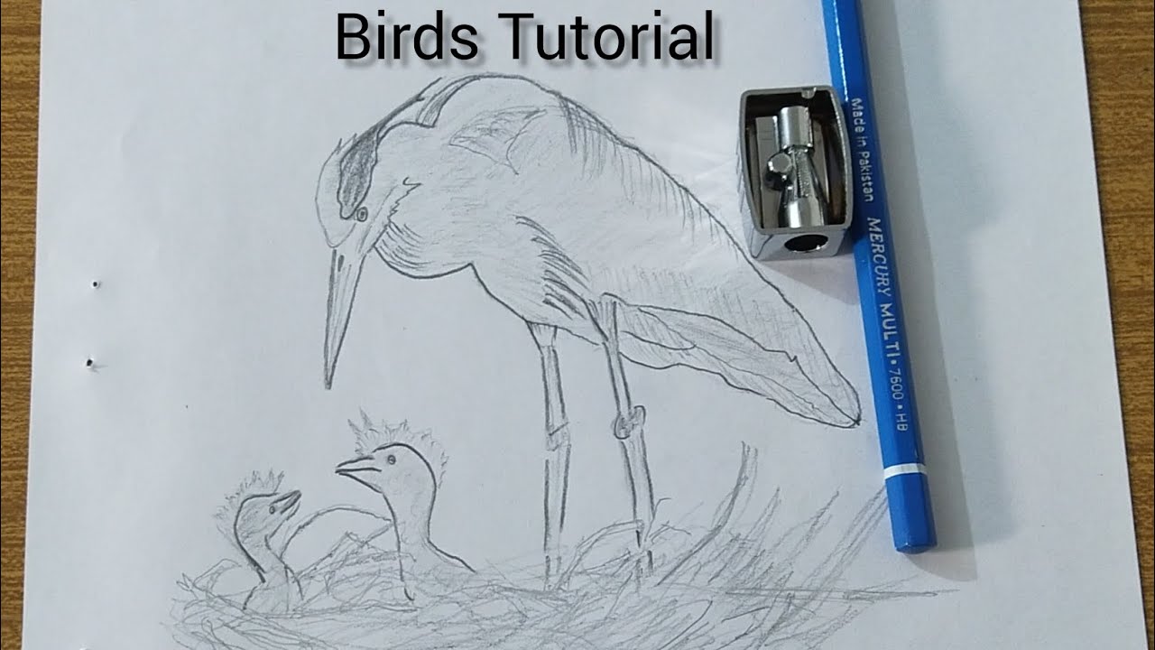 How to Draw Birds Nest / Drawing Step by Step - YouTube