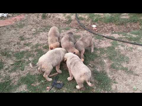 Kangal yavruları yemek yerken bulasilmaz kardeş bile olsan