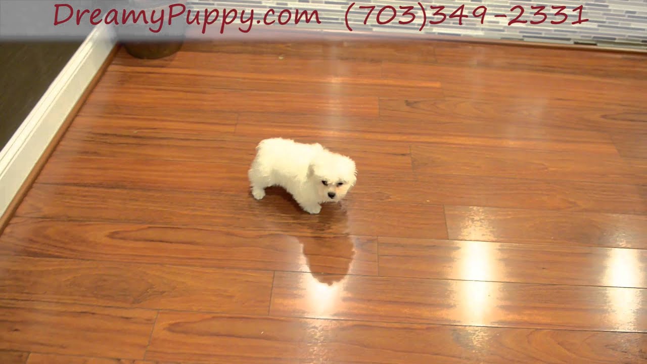 Dreamy Puppy Pekechon Boy! - YouTube