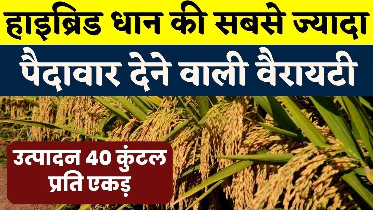 dhan ki top variety 2024 | धान की टॉप 3 वैरायटी |mahin dhan ki best ...