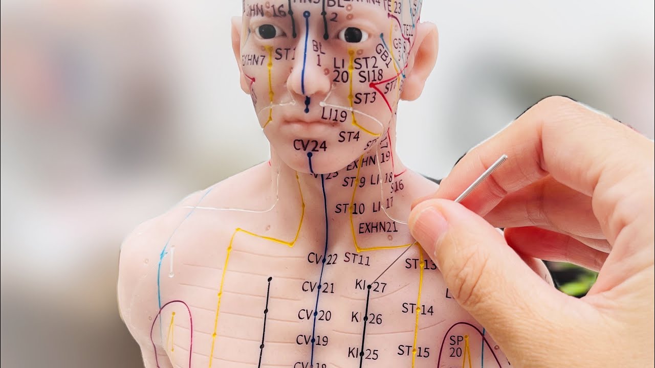An Acupuncture model perfects for teaching, studying and needling ...