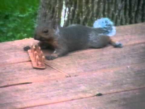Squirrel Eats Composite Deck - YouTube