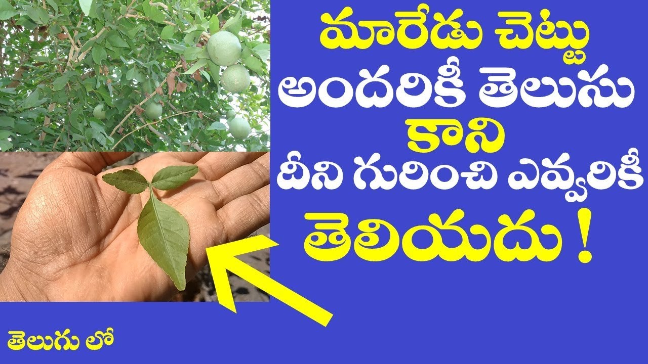 మారేడుచెట్టు గురించిఎవ్వరికీ తెలియని అతిరహస్యం | Aegle marmelos(maredu ...