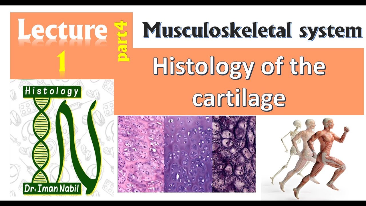 1d-Histology of Cartilage part 4-Musculoskeletal system - YouTube