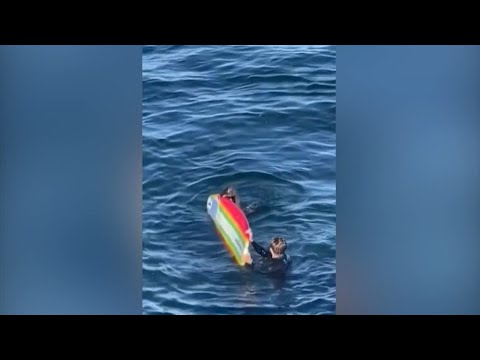 CA: 'Aggressive' sea otter steals surfboard - YouTube