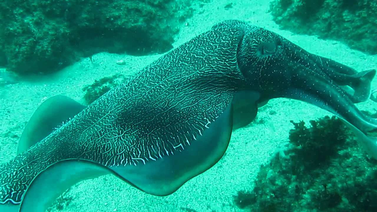 Giant Cuttlefish - War Paint - Jervis Bay, NSW - YouTube