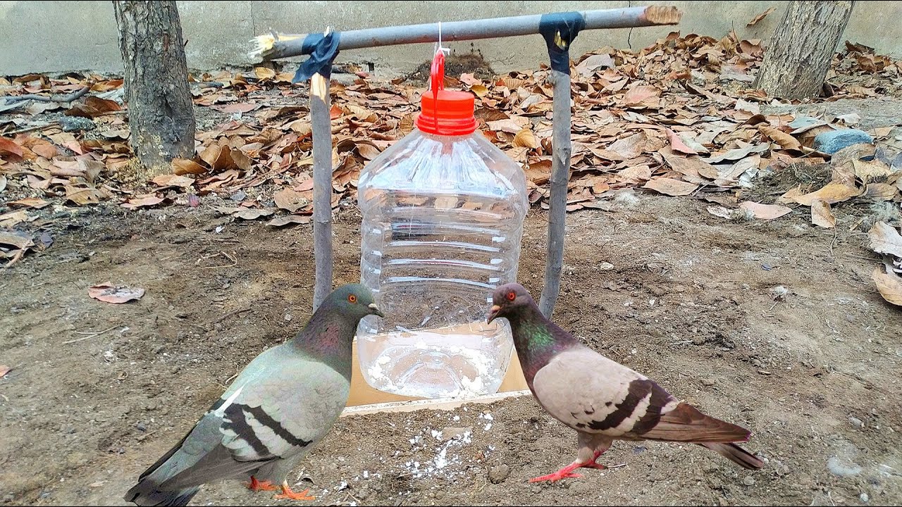 How to make a bird trap - It's easy to catch the bird you want - YouTube