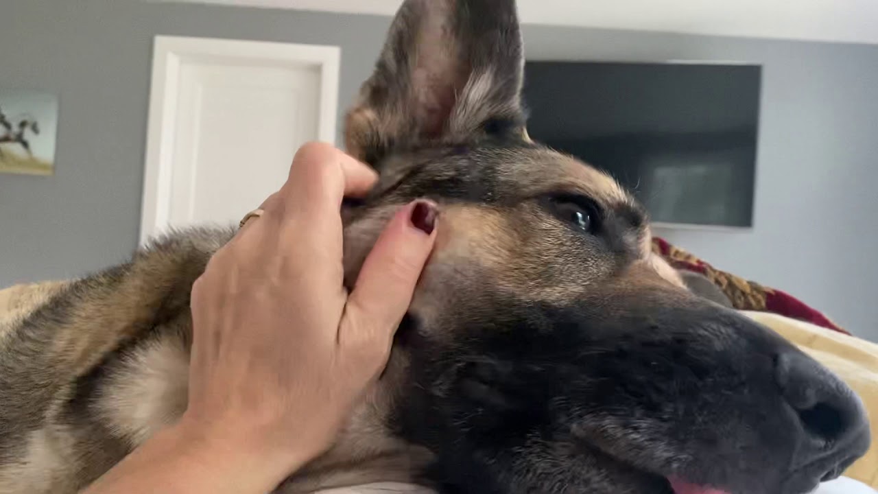 German Shepherd good morning to you! - YouTube