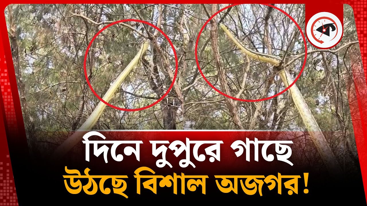 দিনে দুপুরে গাছে উঠছে বিশাল অজগর! | Python | Kalbela - YouTube